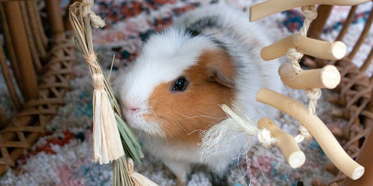 How to Clean Your Guinea Pig’s Grease Gland