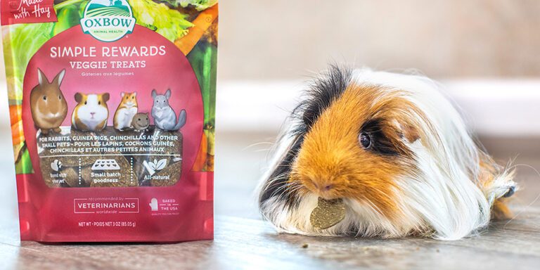 Guinea Pigs or Hamsters: Which Pet is Best For You? - Oxbow Animal Health