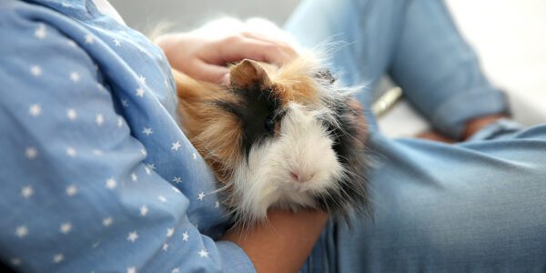 How to Safely Hold Small Mammals