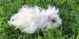 Oxbow’s Complete List of Guinea Pig Breeds - Oxbow Animal Health