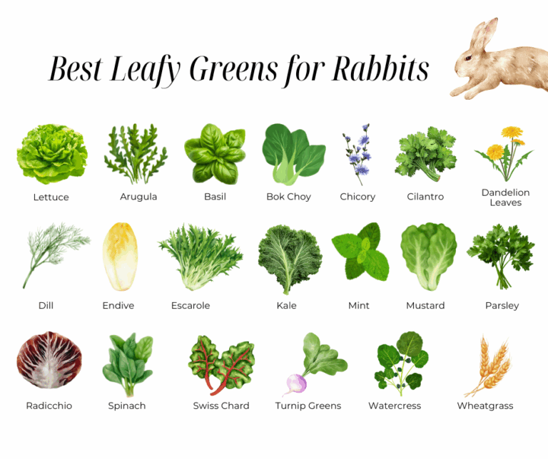 What Are the Best Vegetables and Leafy Greens for Rabbits?