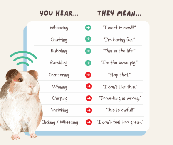 Guinea Pig Sounds and Noises: What Do They Mean? | Oxbow