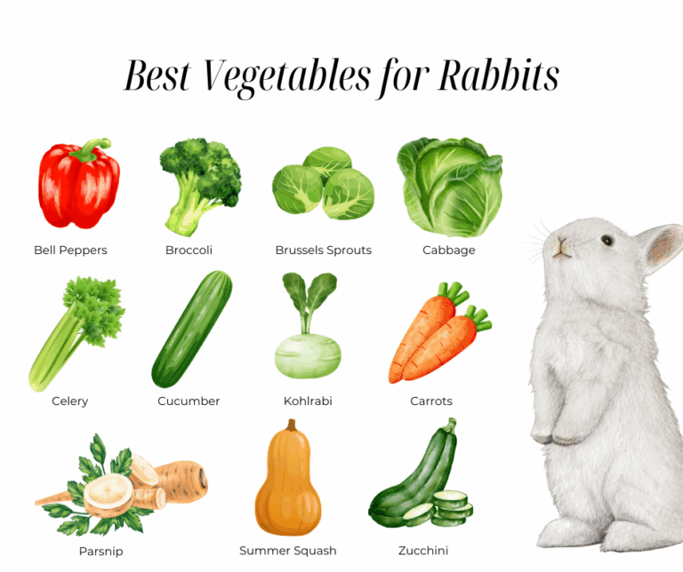 What Are the Best Vegetables and Leafy Greens for Rabbits?