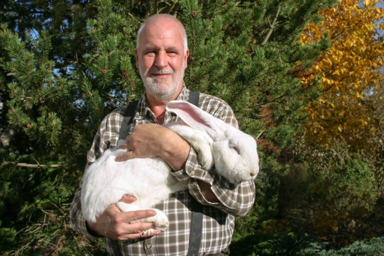 Essential Guide to the Top 13 Largest Rabbit Breeds - Oxbow Animal Health