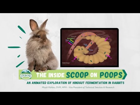 The Inside Scoop on Rabbit Poops