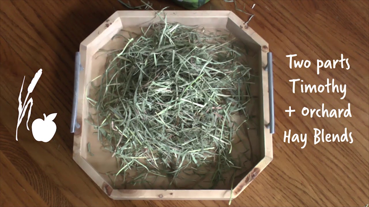 Five Ways to Make Feeding Hay More Fun