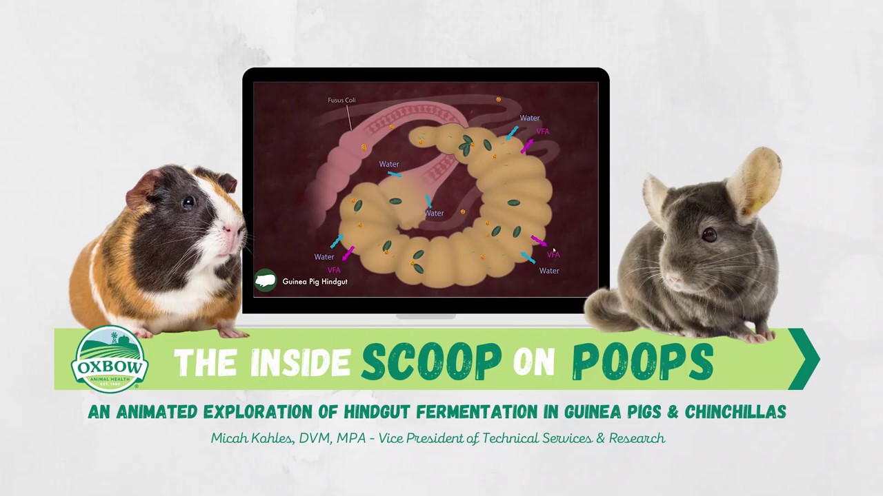 All About Gastrointestinal Stasis in Small Herbivores