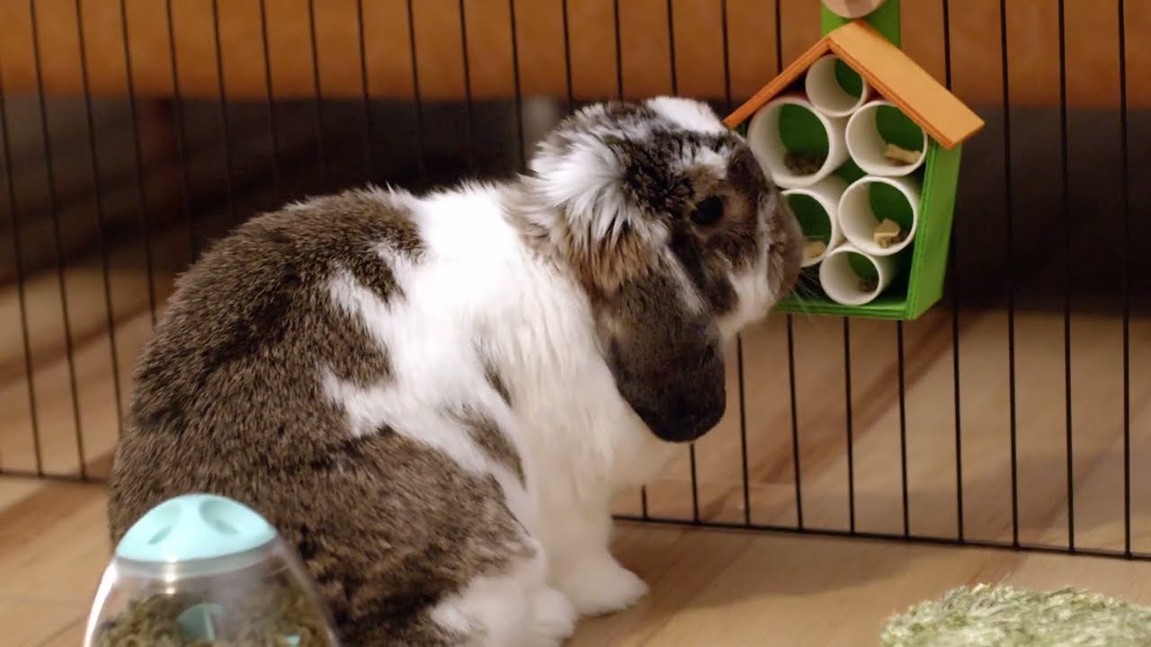 Five Ways to Make Feeding Hay More Fun